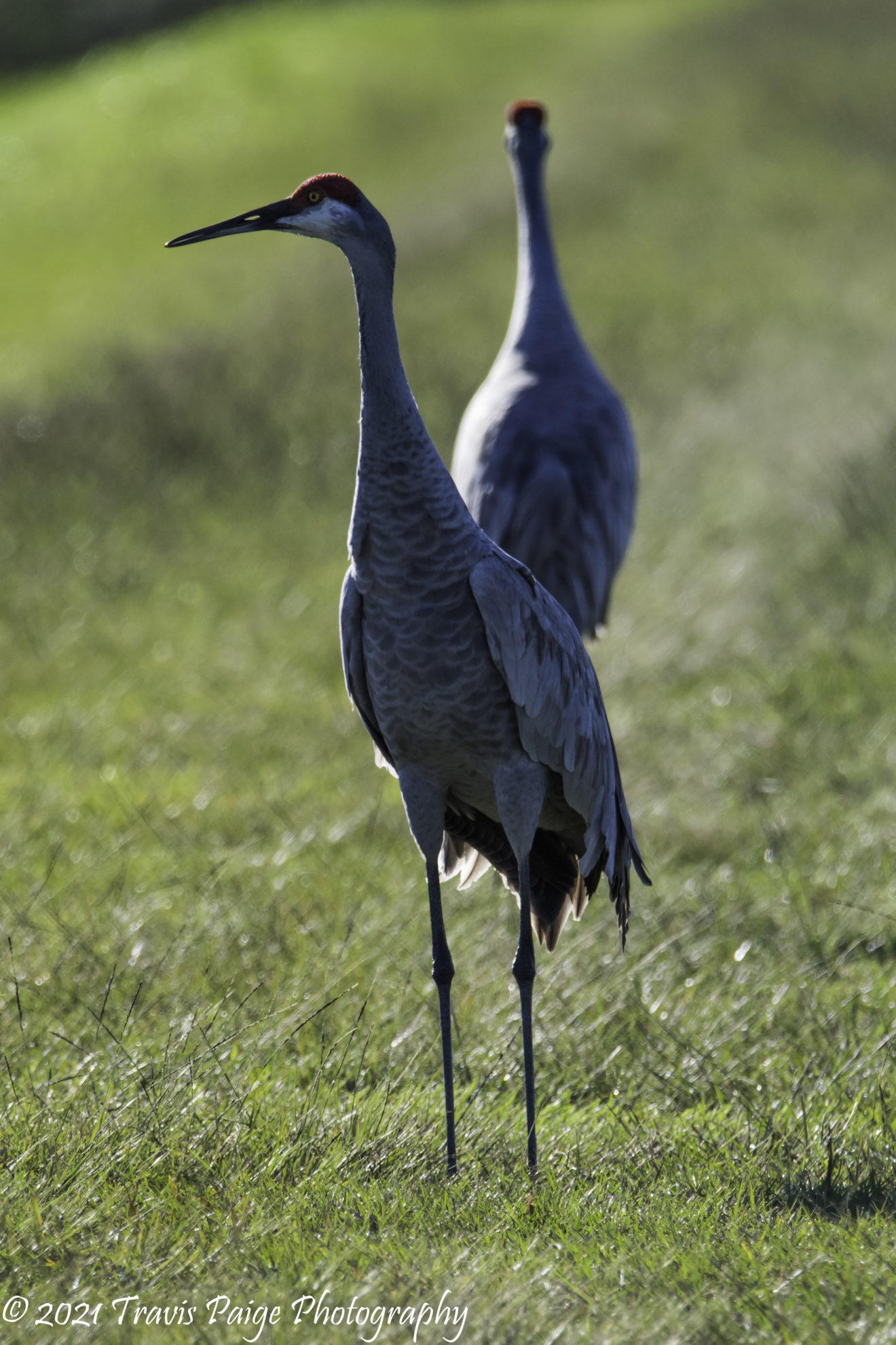 A Visit with Some Florida Sandhill Cranes – Travis Paige Photography